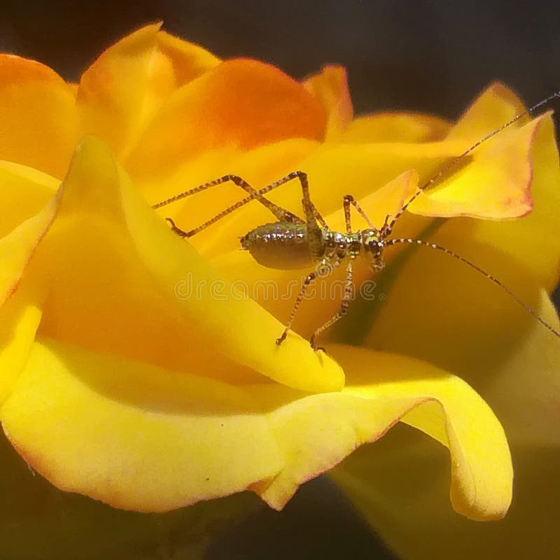 Insect on flower stock image. Image of rose, outdoor - 131024351