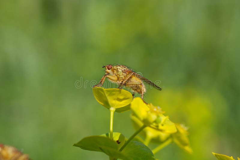 Insect on a flower stock photo. Image of hive, wood, spring - 83316606