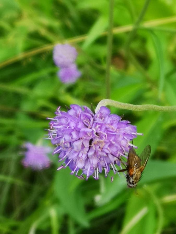 Insect on flower stock image. Image of closeup, insect - 123820121