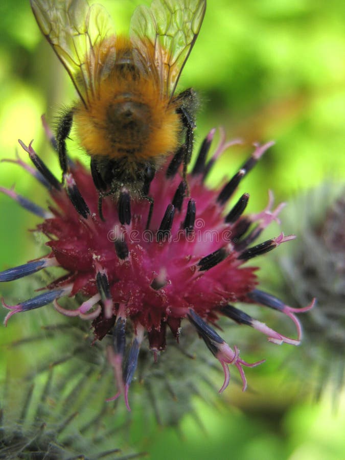 Insect and flower stock photo. Image of bumblebee, collect - 97747966