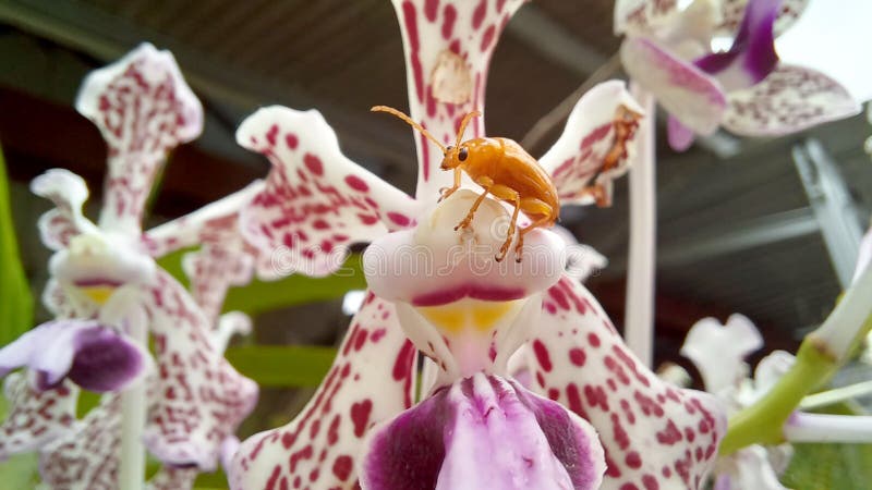 Insect at Flower, Vanda Tricolor Merapi Stock Image - Image of insect ...