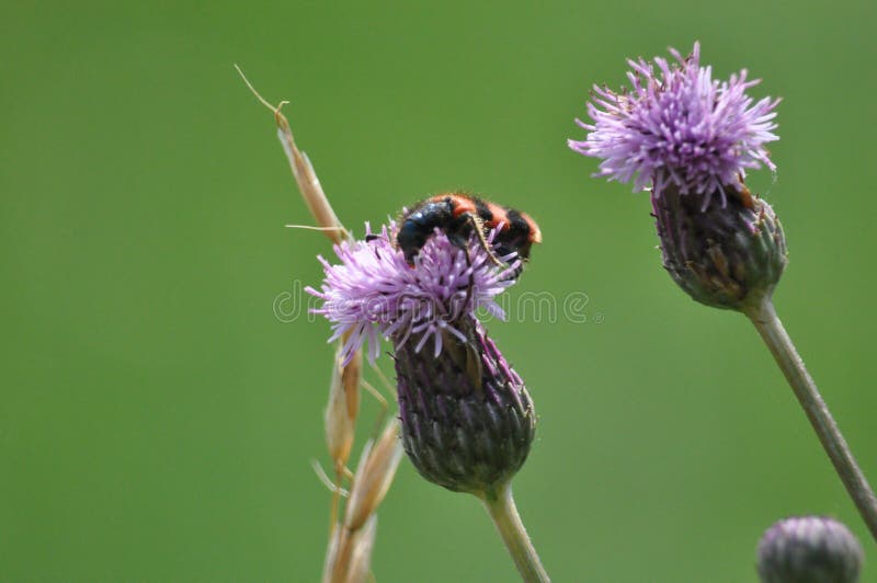 Insect,Flowers stock photo. Image of life, summertime - 97117088