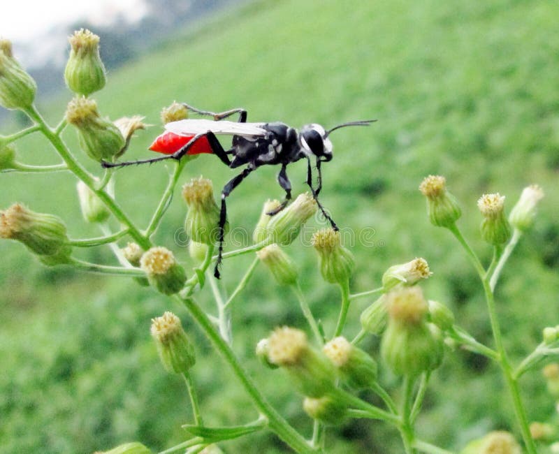 Insect on the flowers stock photo. Image of flower, meadow - 262838654