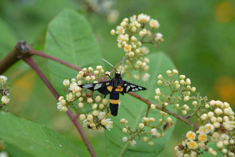 Insect with flowers stock photo. Image of insects, organism - 77866224