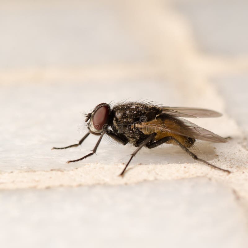 Insect fly stock image. Image of isolated, animal, macro - 23766913
