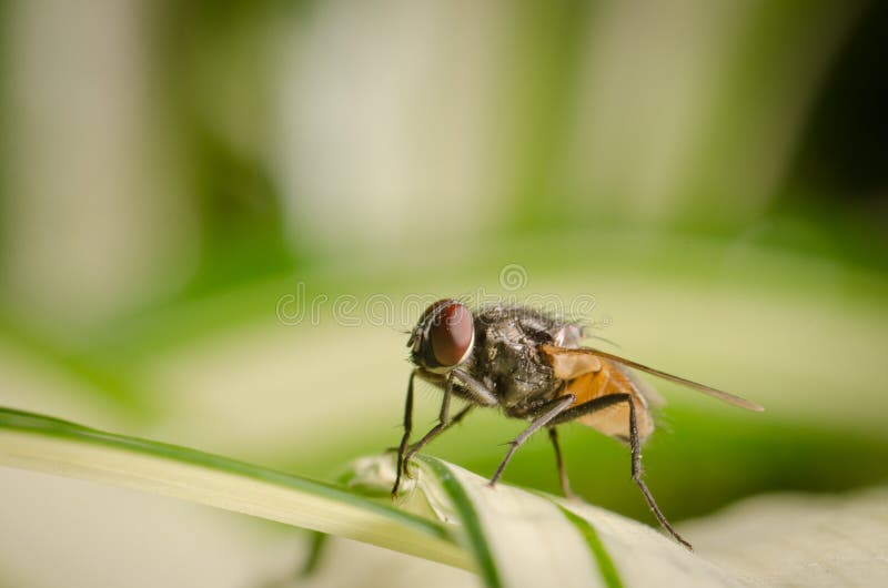 Nature insect fly flee stock photo. Image of festival - 13609882