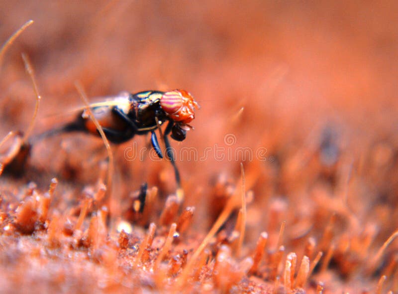 Insect stock image. Image of monkey, chimpanzee, shot - 138698941