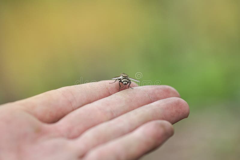 Insect fly stock photo. Image of hairy, small, buzz, creepy - 96589226