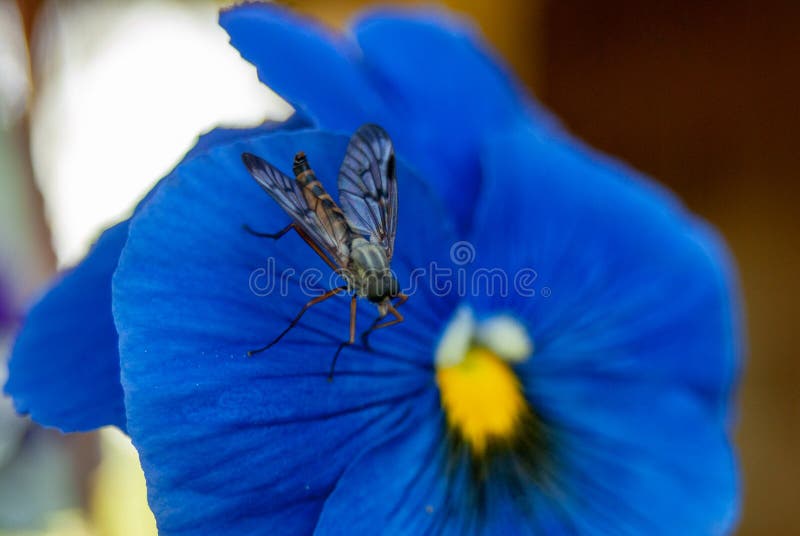 Insect fly close-up macro stock image. Image of isolated - 169118455