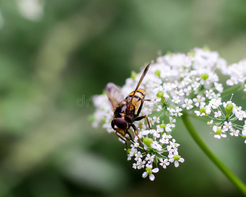 Fly on white flowers stock image. Image of insect, season - 270340405