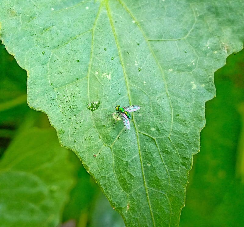 Insect Fly on on Green Leaf Stock Photo - Image of outdoor, green ...