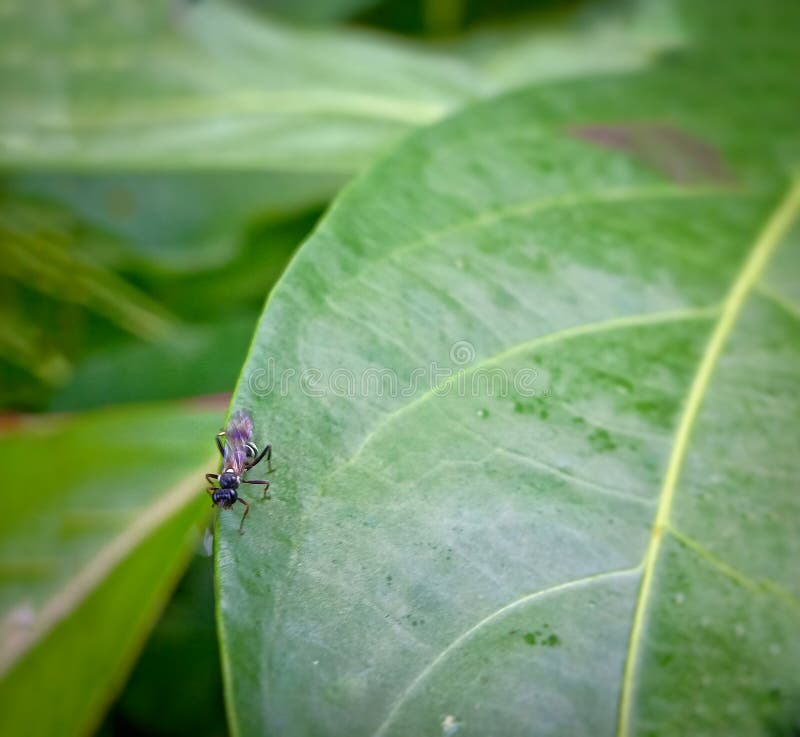 Insect Fly on on Green Leaf Stock Image - Image of small, insect: 153479877