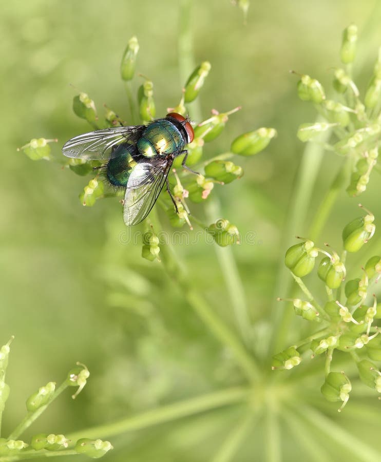 Insect Fly on Green Leaf. Green Flesh Fly Lucilia Caesar Stock Image ...