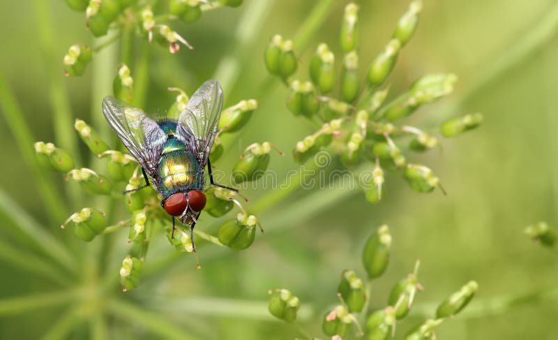 Insect Fly on Green Leaf. Green Flesh Fly Lucilia Caesar Stock Image ...