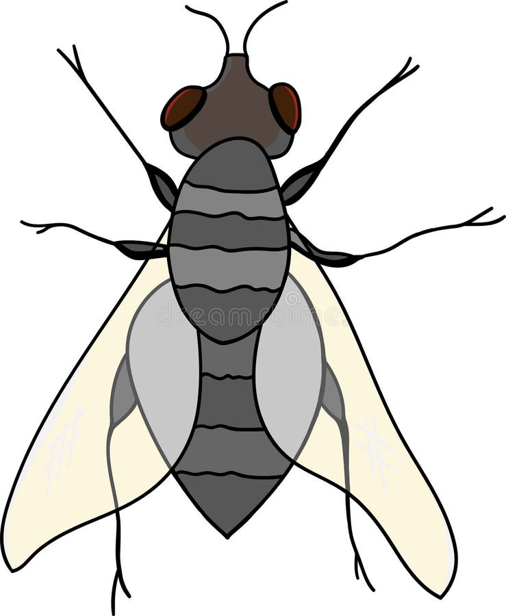 Insect Fly Isolated on White Background. Vector Stock Vector ...