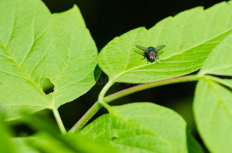Insect fly on leaf stock image. Image of summer, legs - 41279801