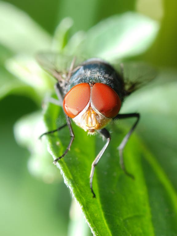 Insect fly macro stock photo. Image of closeup, close - 16919938