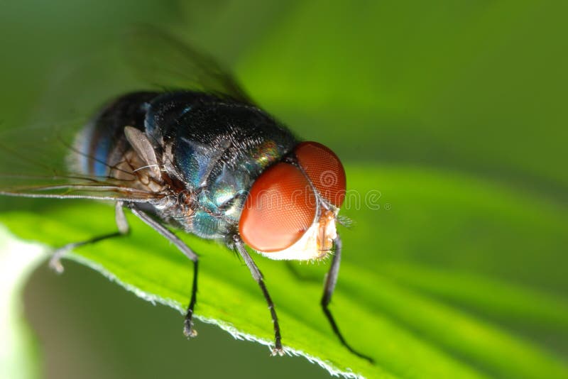 Fly head close up stock photo. Image of close, brown - 29980338