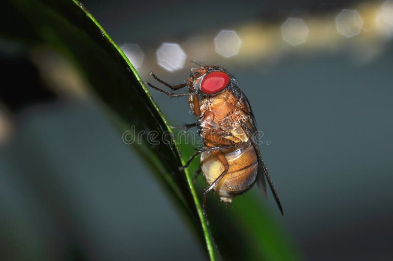 Insect fly macro stock photo. Image of flowers, close - 25796502