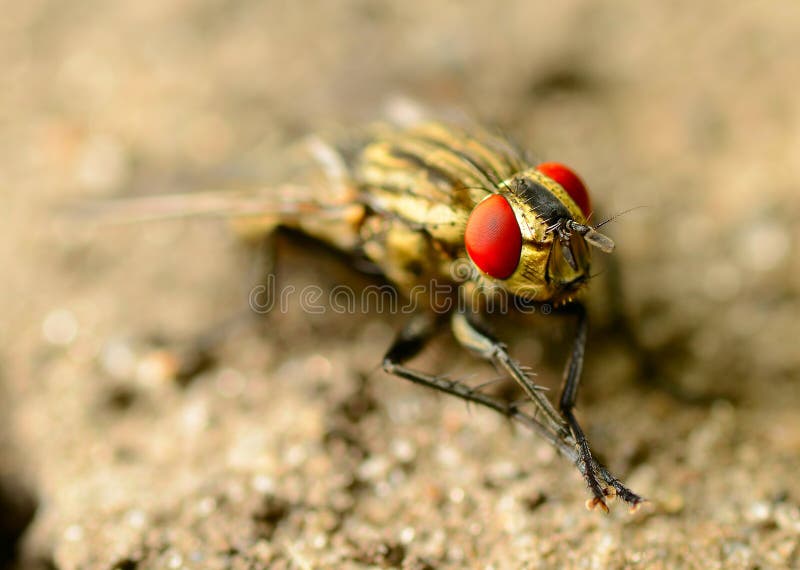 Insect Fly Macro on a Ground Stock Photo - Image of wing, colorful ...