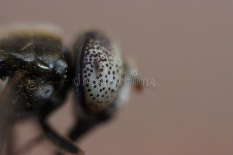 Mosca Vector Stock Photos - Free & Royalty-Free Stock Photos from ...