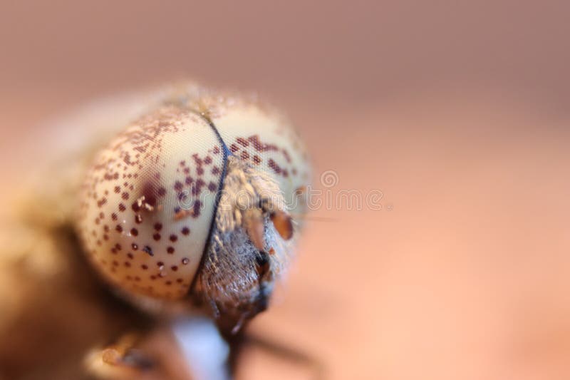 Insect Fly Macro Head Tiny Eye Nature Small Stock Photo - Image of ...
