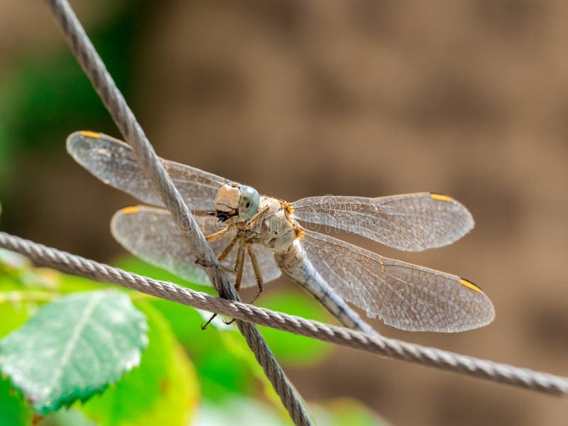 Dragonfly stock image. Image of wild, fauna, macro, flower - 140386589