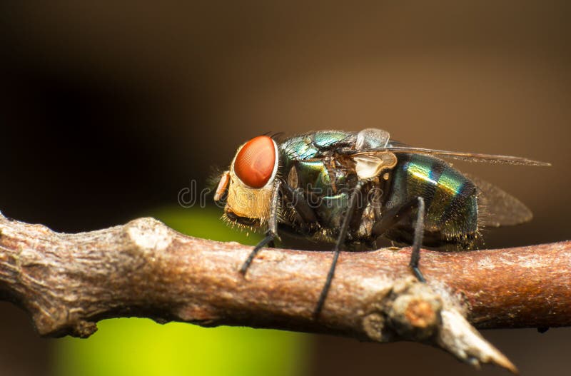 Insect Fly Macro Photography Stock Photo - Image of live, natural ...