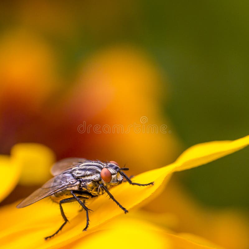 Insect Fly Macro on Yellow Leaf Stock Photo - Image of pest, close ...