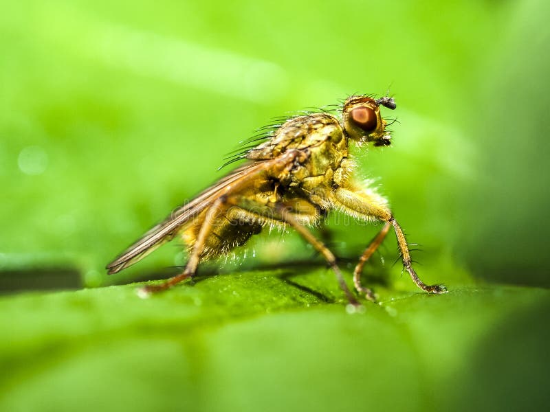 Insect, Fly, Pest, Macro Photography Stock Photo - Image of arthropod ...