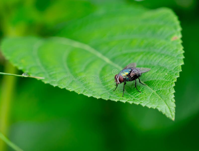 Insect Fly Red Eyes on Leaf Macro Shot Stock Photo - Image of closeup ...