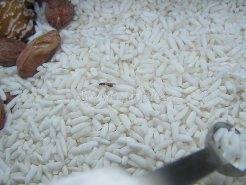 Insect fly in rice stock image. Image of siamese, thai - 851855