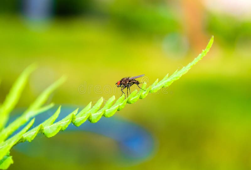 Insect Fly Sits On A Green Blade Of Grass Stock Photo - Image of black ...