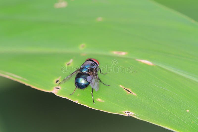 The Insect Fly, Stop on the Plants, Nature Concept Stock Photo - Image ...