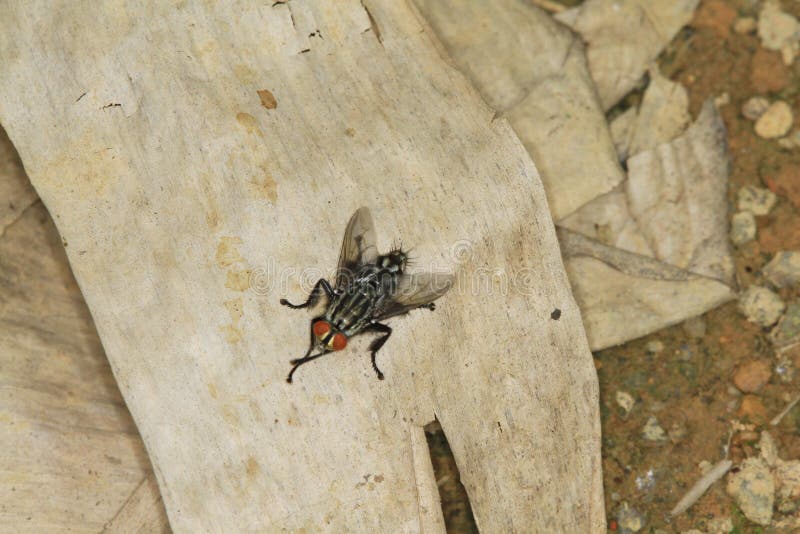 The Insect Fly, Stop on the Plants, Nature Concept Stock Image - Image ...
