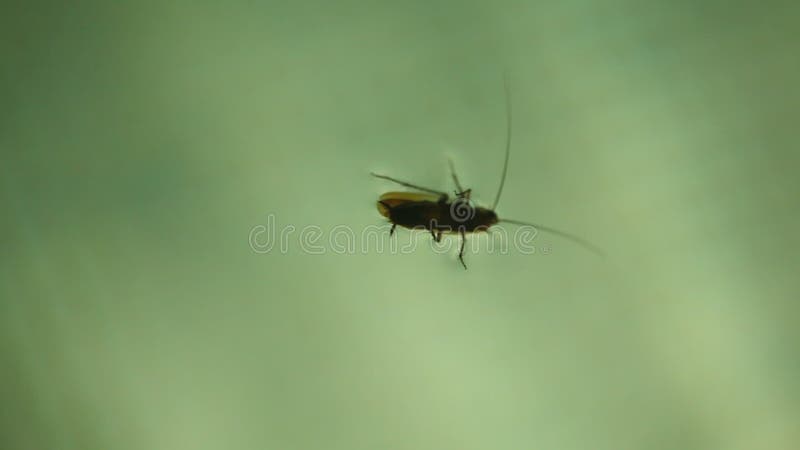 Insect fly in the water stock footage. Video of pool - 195055238
