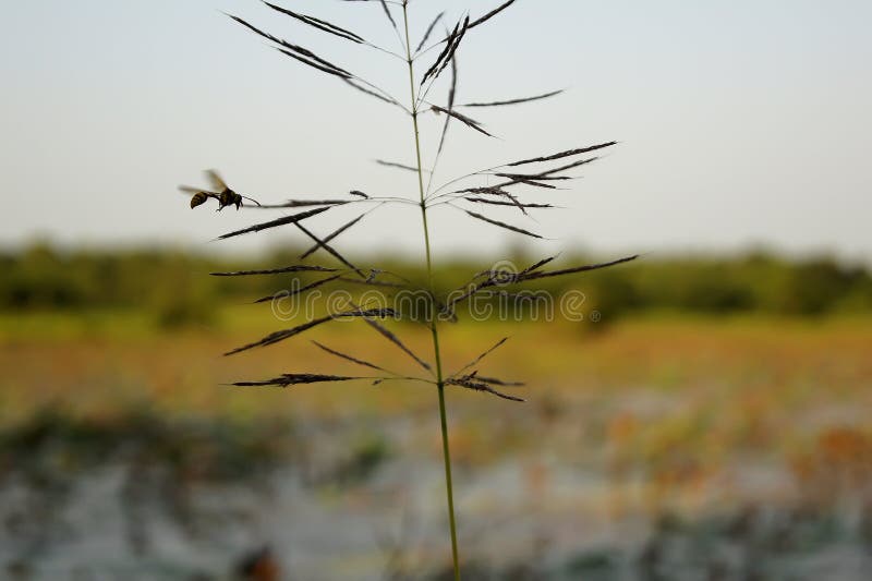 Insect Flying Around the Flowers Grass and Image Stock Photo - Image of ...
