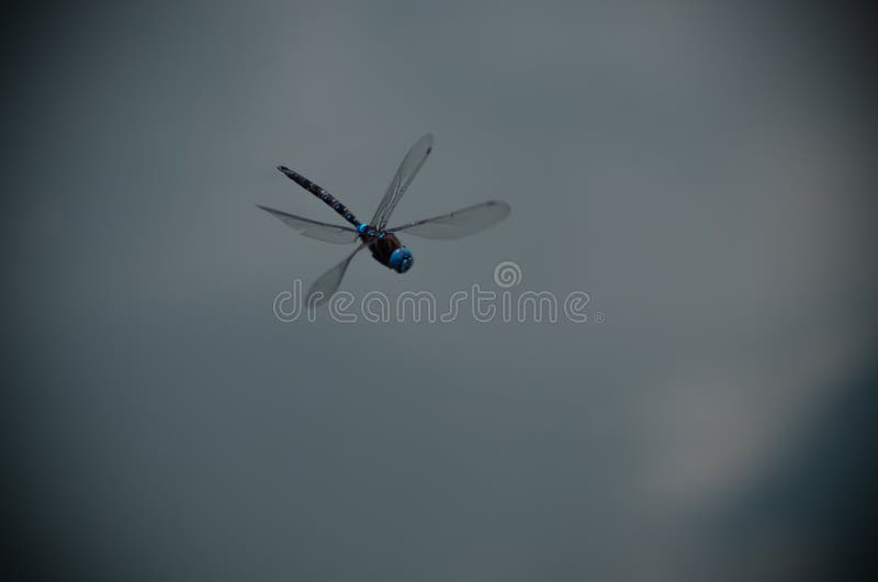 Insect Flying on a Blue Lake Background Stock Photo - Image of ...