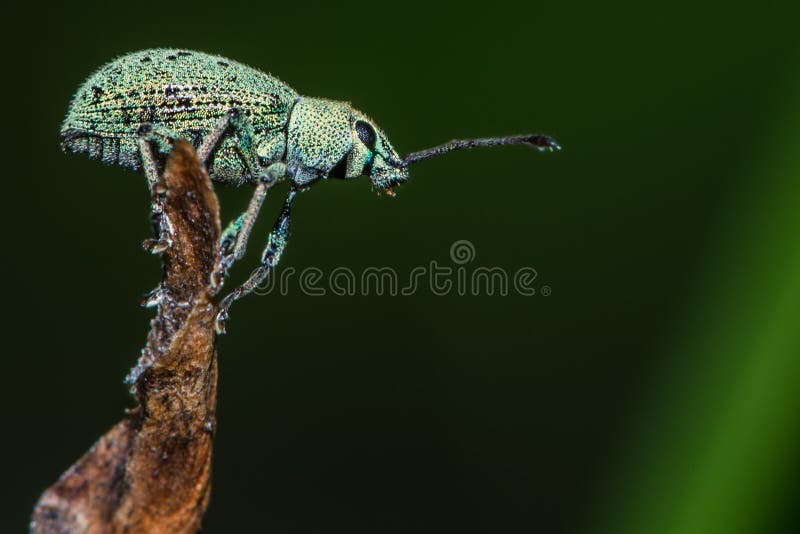 Insect flying stock photo. Image of grub, beetles, forests - 38664510