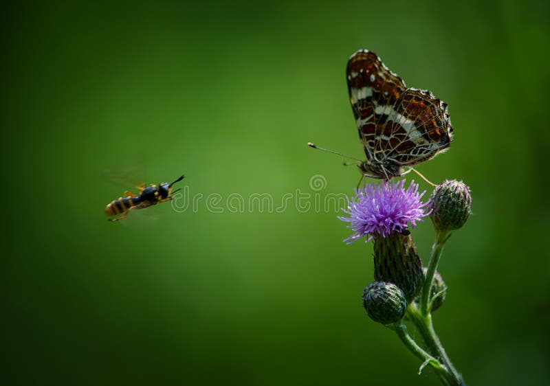 Insect stock image. Image of wasp, beauty, summer, poisonous - 60676553