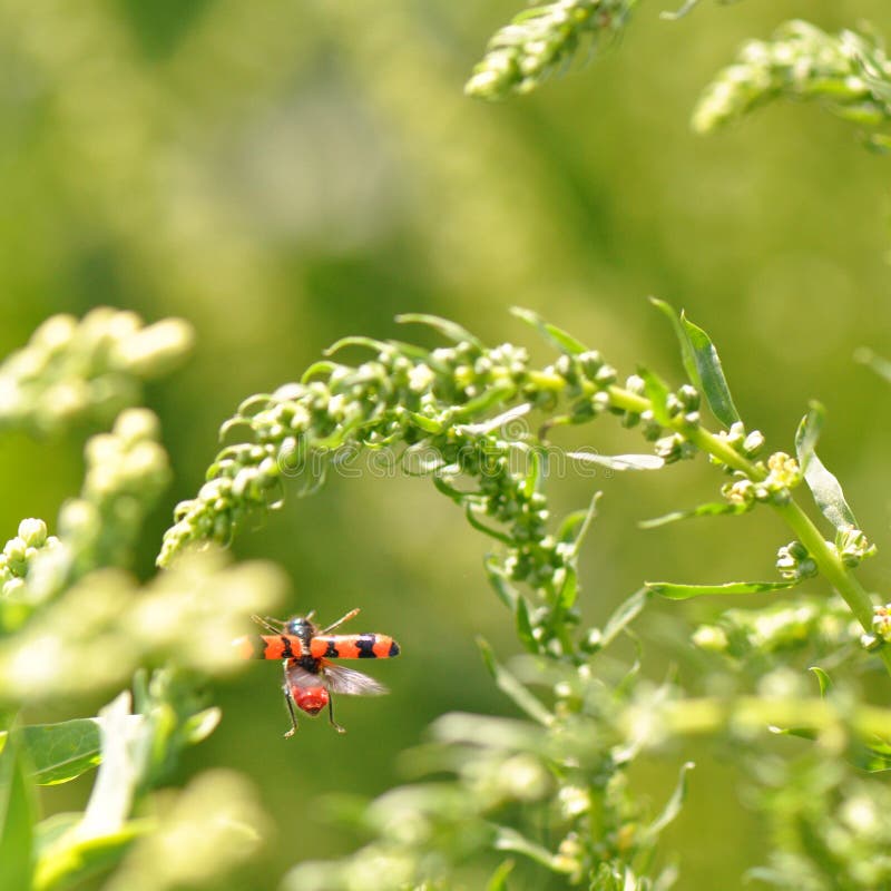 Insect flying stock image. Image of flowers, grass, close - 94412711