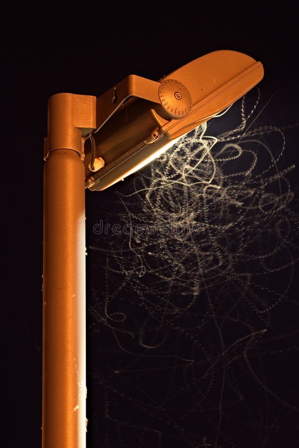 Insect flying in the light stock photo. Image of track - 30412592