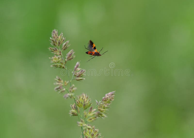 An Insect Flying Off a Grass Stem Stock Photo - Image of field, flight ...