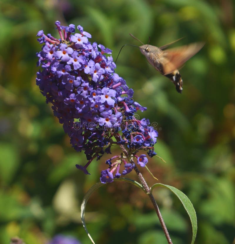 An insect flying to flower stock photo. Image of insect - 77033614