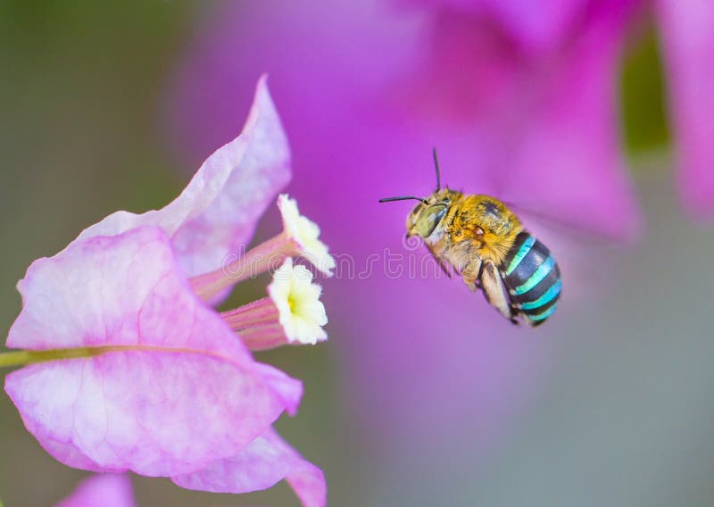 Insect stock image. Image of insects, beetle, natural - 15878839