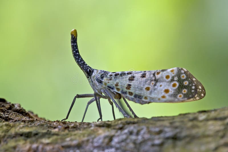 Insect Foraging stock photo. Image of field, natural - 38160220