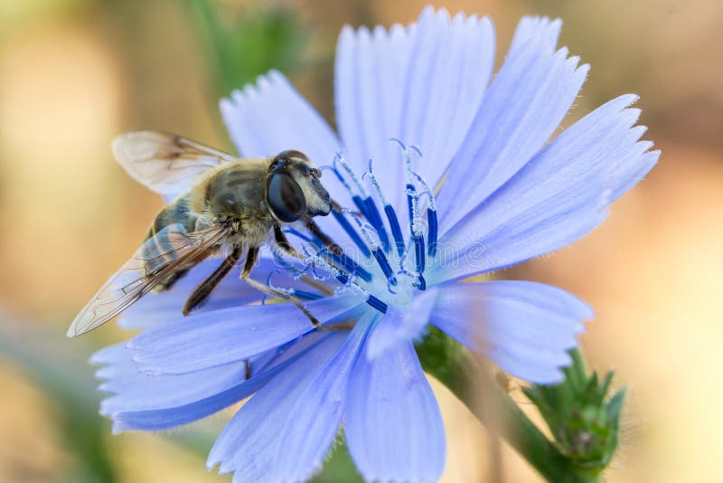 Insect Foraging stock photo. Image of beautiful, jump - 37282306