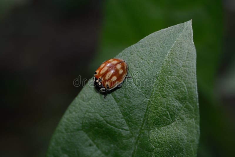 Insect in the forest stock image. Image of forest, plants - 55148839
