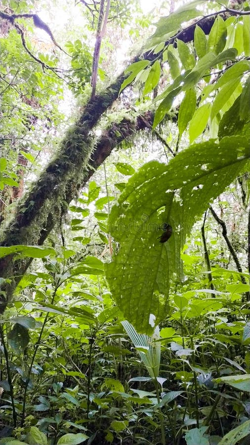 Insect and forest stock image. Image of garden, nature - 150648313