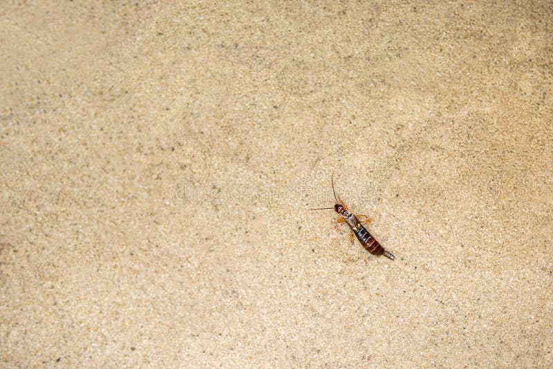 Forficula Auricularia Crawling on the Sand Stock Image - Image of ...